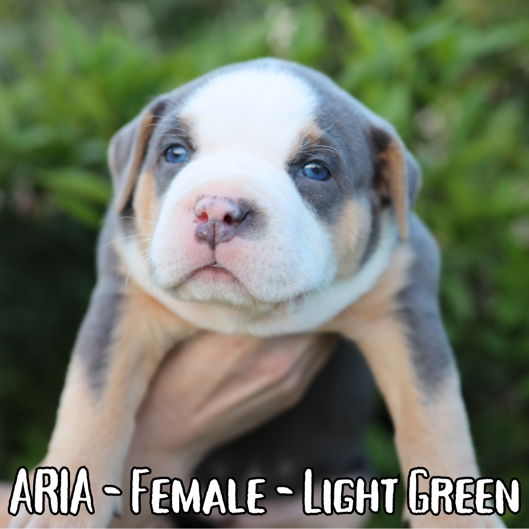 Aria face – Chaos Bully Kennels